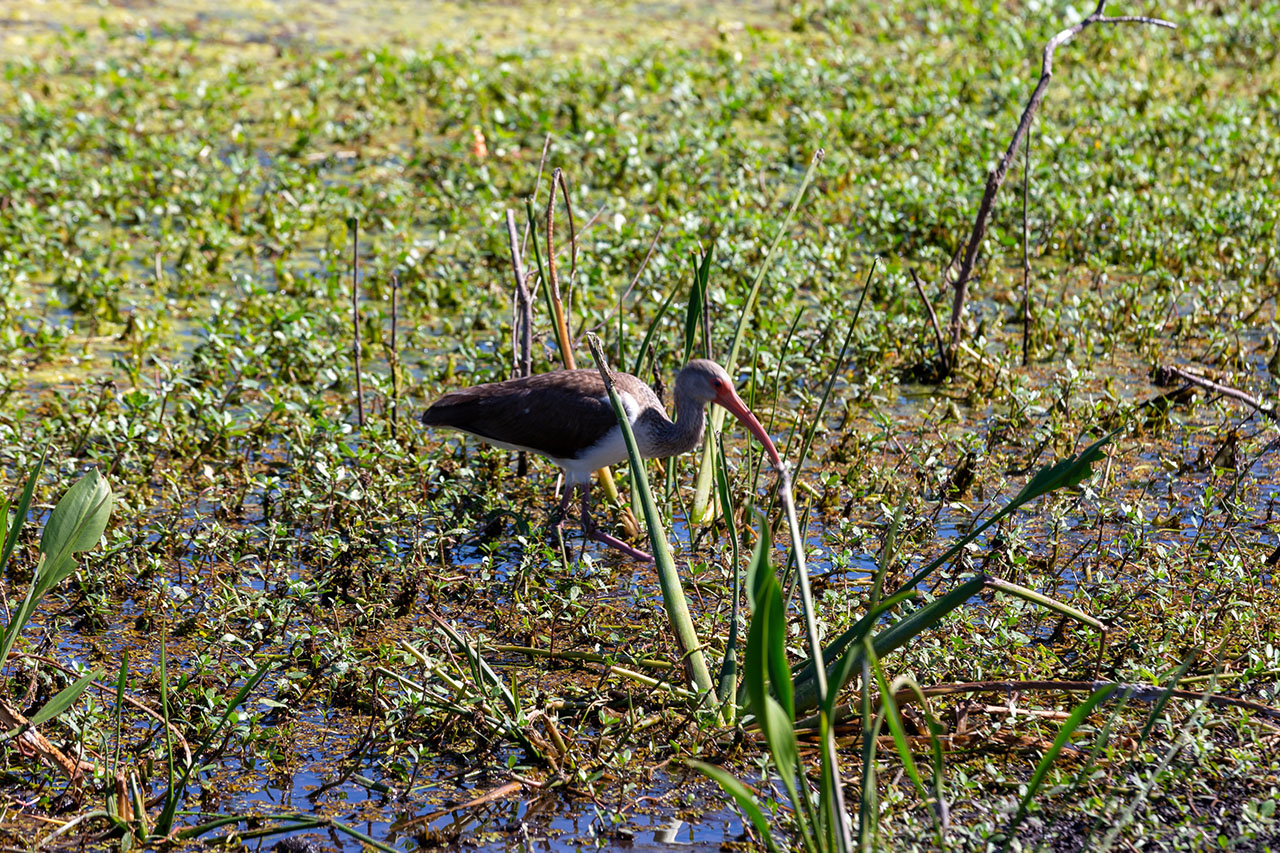 Healthy Lakes Need Living Lakeshores